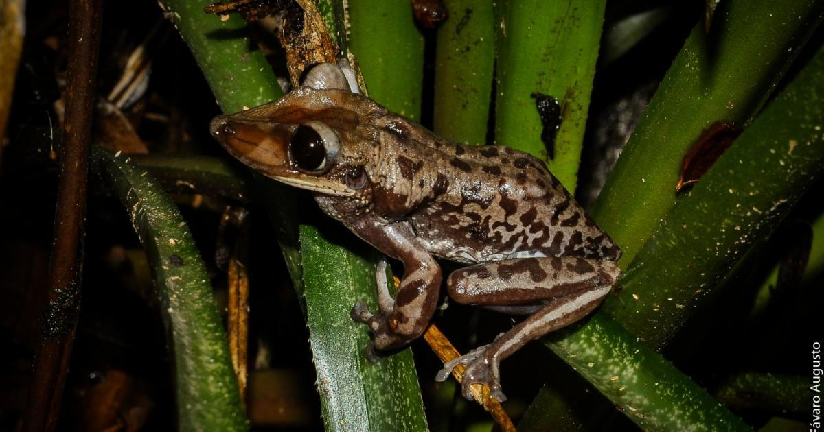 Perereca #39218 - Biofaces - Bring Nature Closer