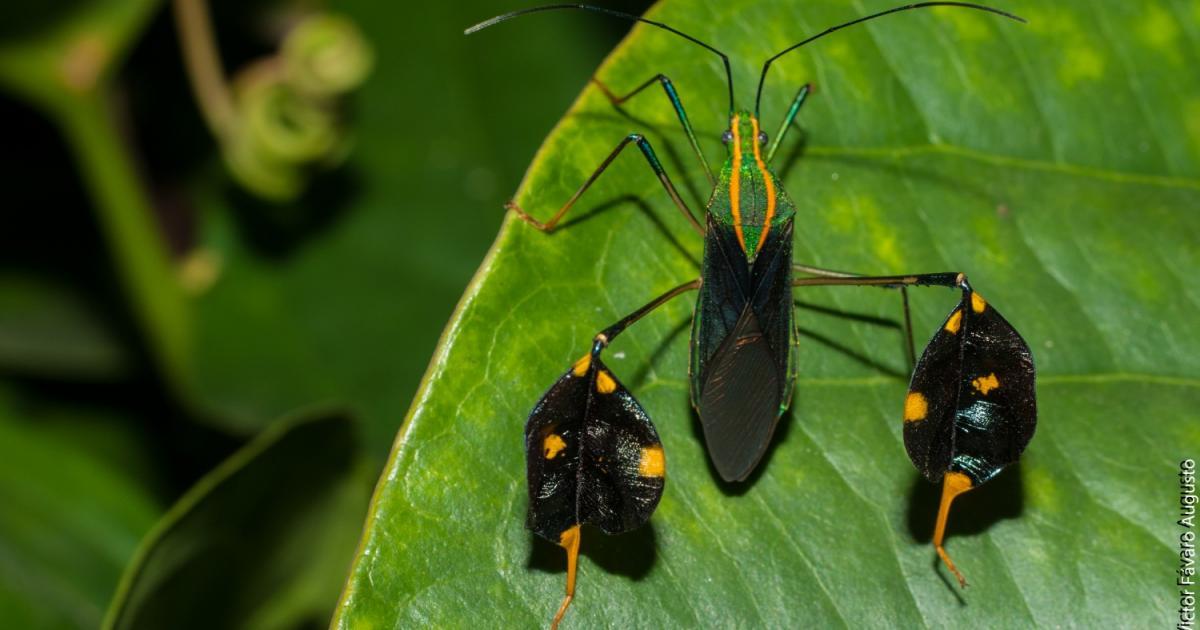 Percevejo #39355 - Biofaces - Bring Nature Closer