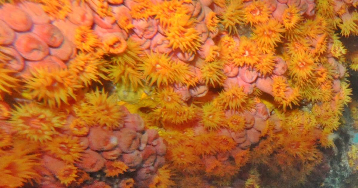 Tubastraea #39697 - Biofaces - Bring Nature Closer