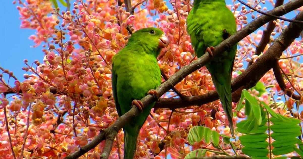 periquito-rico #39939 - Biofaces - Bring Nature Closer