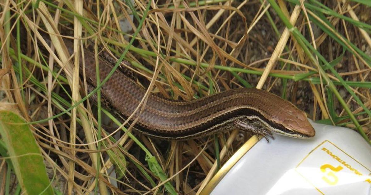 Mabuya #40049 - Biofaces - Bring Nature Closer