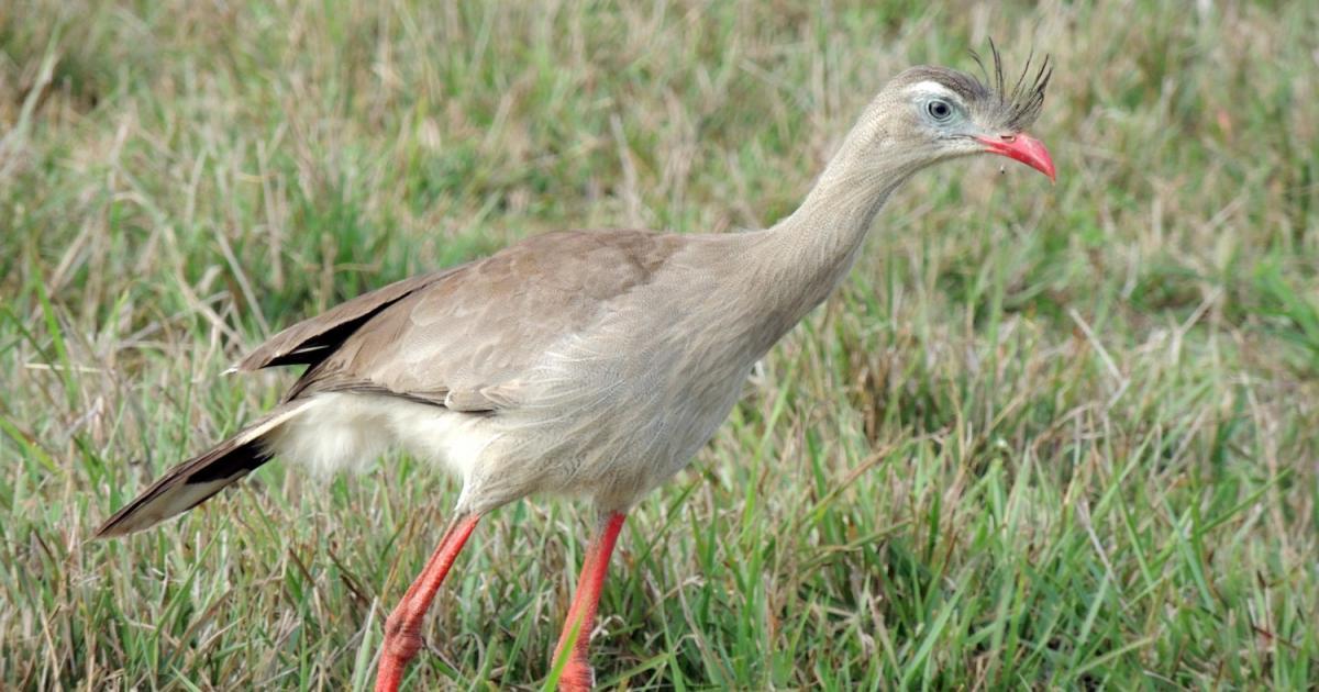 Cariama #40080 - Biofaces - Bring Nature Closer