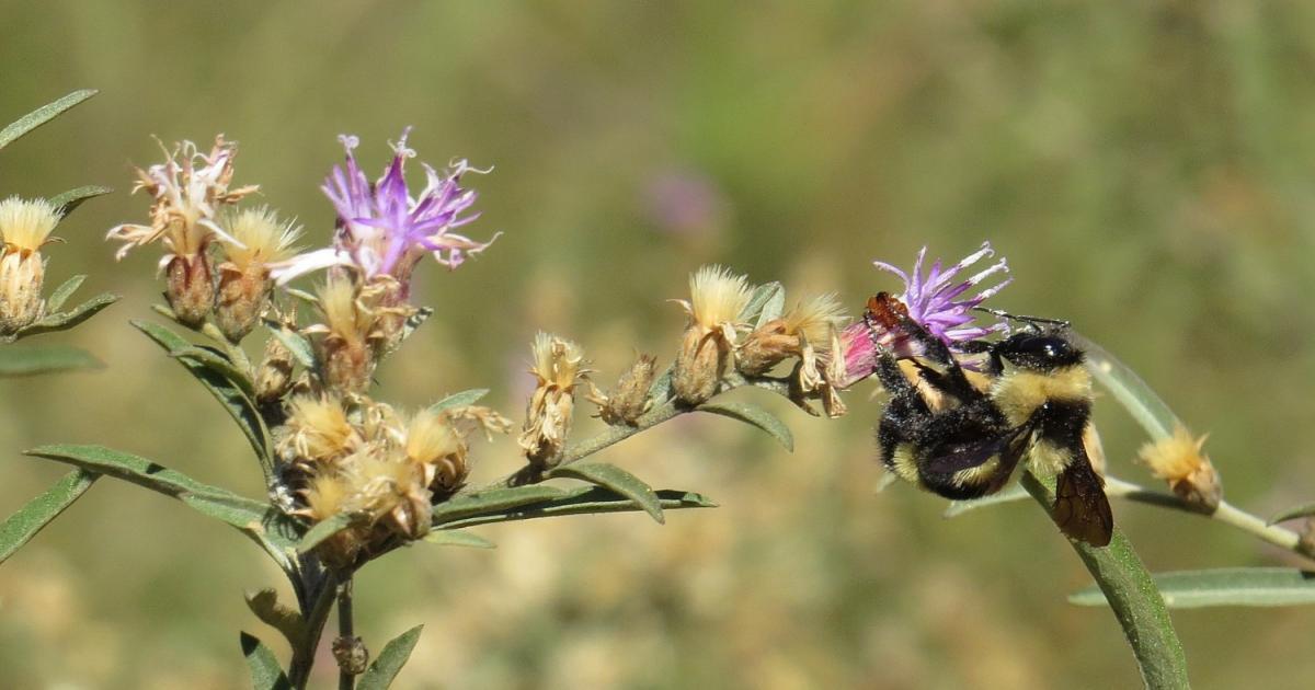 Bombus #40318 - Biofaces - Bring Nature Closer