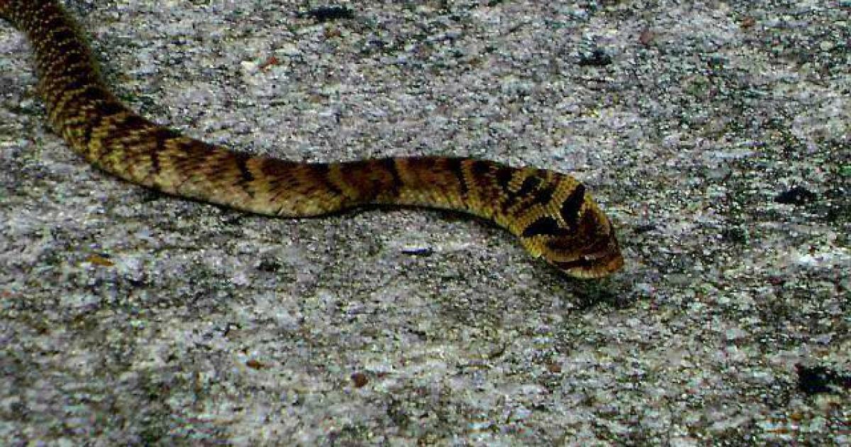 boipeva #40667 - Biofaces - Bring Nature Closer