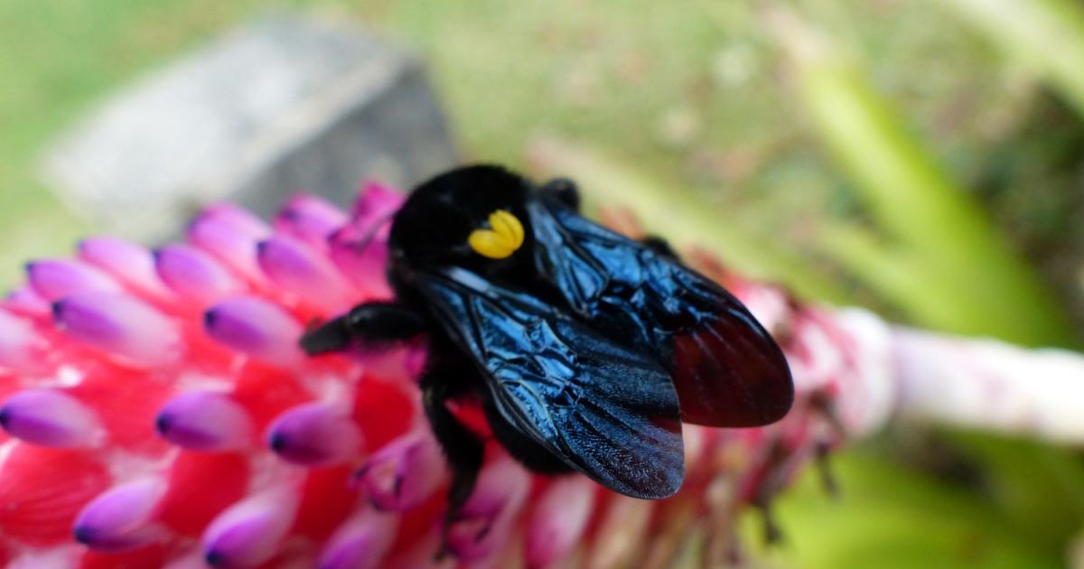 mamangava-preta #39997 - Biofaces - Bring Nature Closer