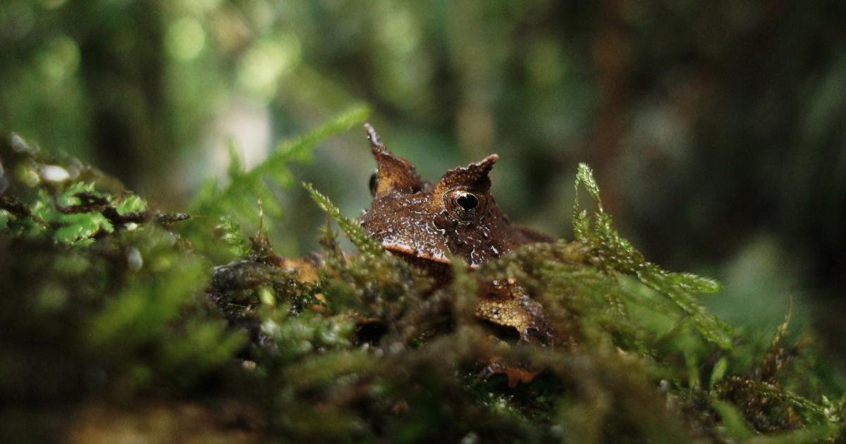 Sapo #41294 - Biofaces - Bring Nature Closer