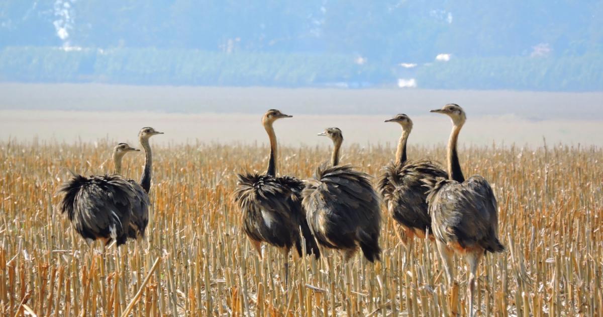 Rhea #41419 - Biofaces - Bring Nature Closer