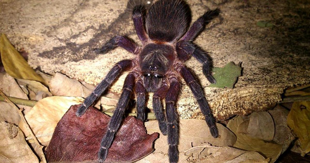 Dolichothele rufoniger [Not evaluated] - Biofaces - Bring Nature Closer