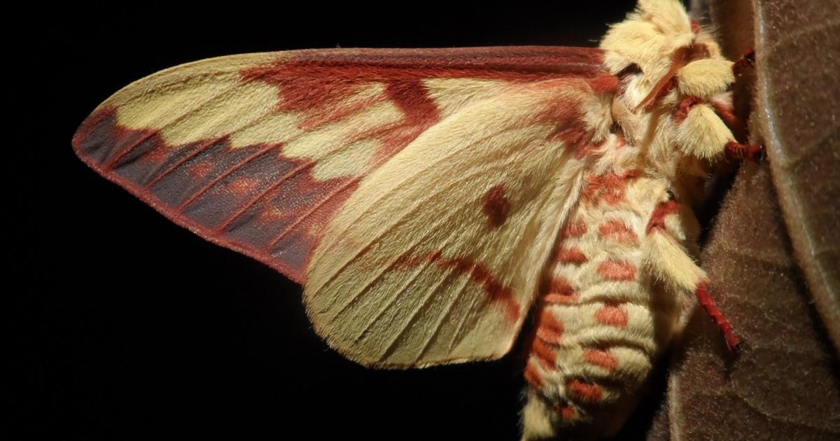 Citheronia #41521 - Biofaces - Bring Nature Closer