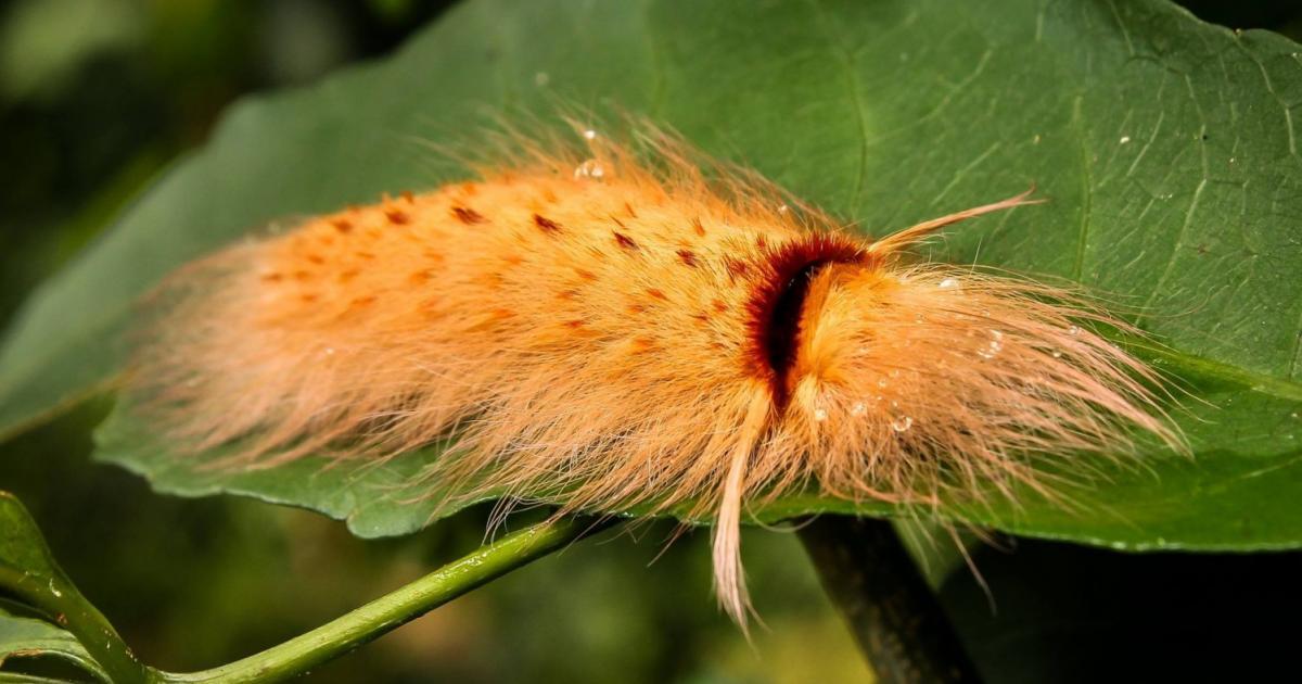 Lagarta #41585 - Biofaces - Bring Nature Closer