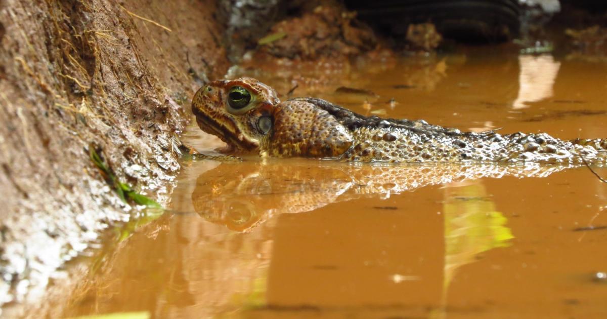 Sapo-cururu #41643 - Biofaces - Bring Nature Closer