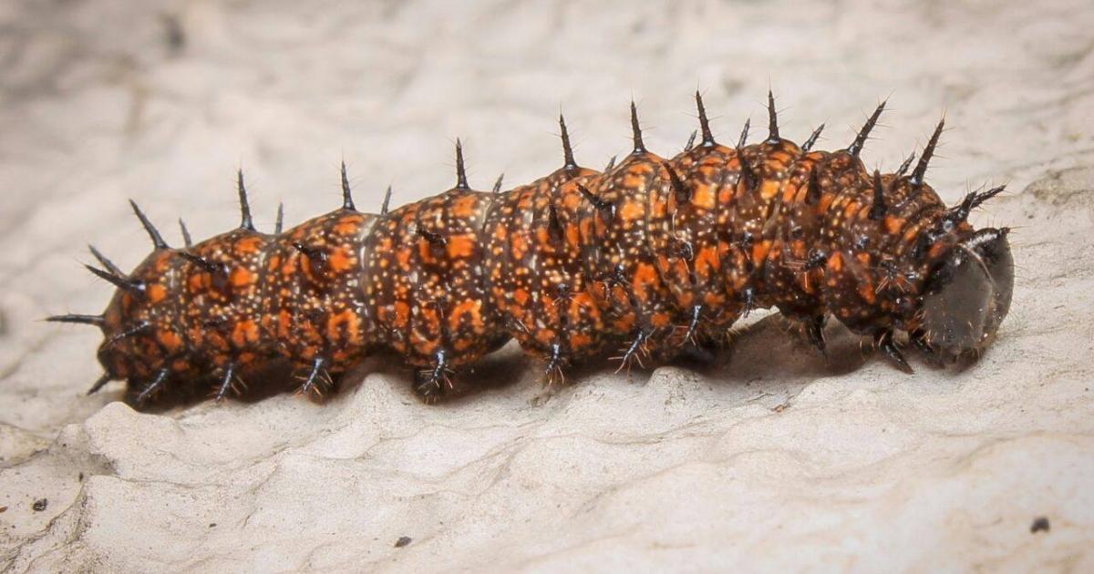 Lagarta #41727 - Biofaces - Bring Nature Closer