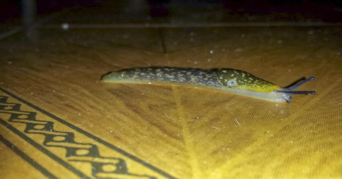 Lesma #41748 - Biofaces - Bring Nature Closer