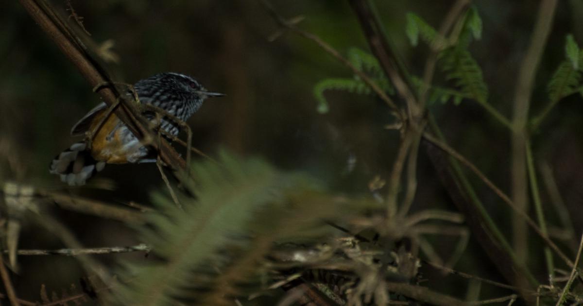 Choquinha #43142 - Biofaces - Bring Nature Closer