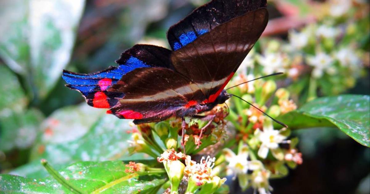 Rethus #40735 - Biofaces - Bring Nature Closer