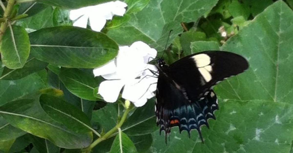 Heraclides #40814 - Biofaces - Bring Nature Closer