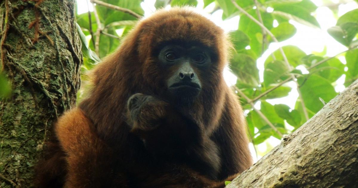 Alouatta #43913 - Biofaces - Bring Nature Closer