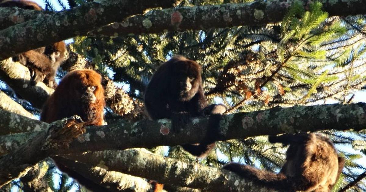 bugio-ruivo #43940 - Biofaces - Bring Nature Closer