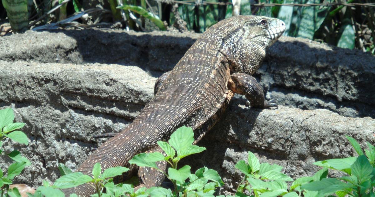 teiú #44068 - Biofaces - Bring Nature Closer