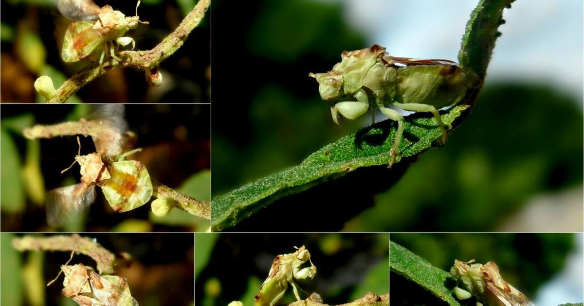 Percevejo #44298 - Biofaces - Bring Nature Closer