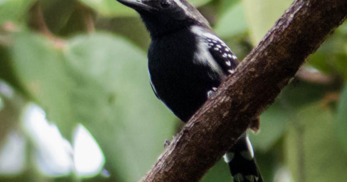 papa-formiga-pardo #44442 - Biofaces - Bring Nature Closer