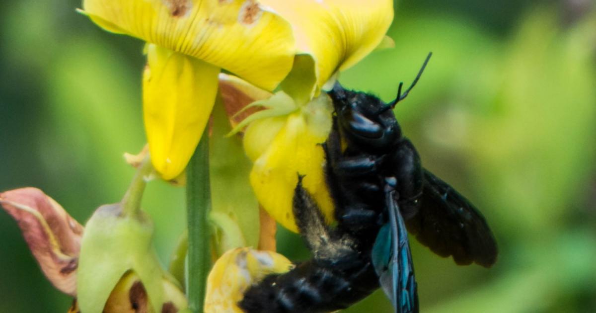 mamangava-preta #44522 - Biofaces - Bring Nature Closer