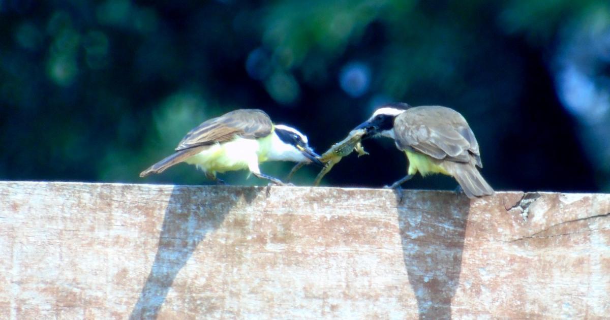 Bem-te-vis... #44623 - Biofaces - Bring Nature Closer