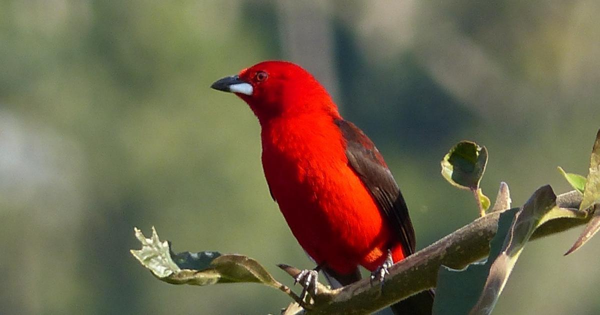 tiê-sangue #45083 - Biofaces - Bring Nature Closer