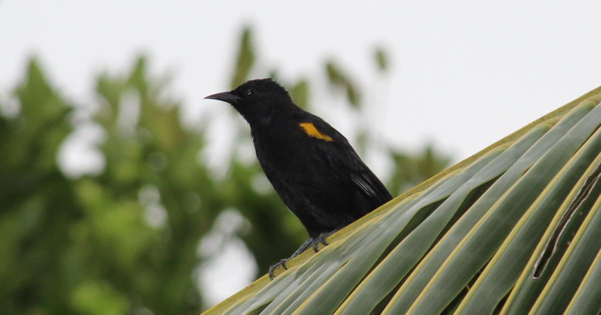 Icterus #46466 - Biofaces - Bring Nature Closer