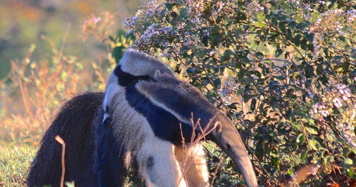 Tamanduá-bandeira #46539 - Biofaces - Bring Nature Closer