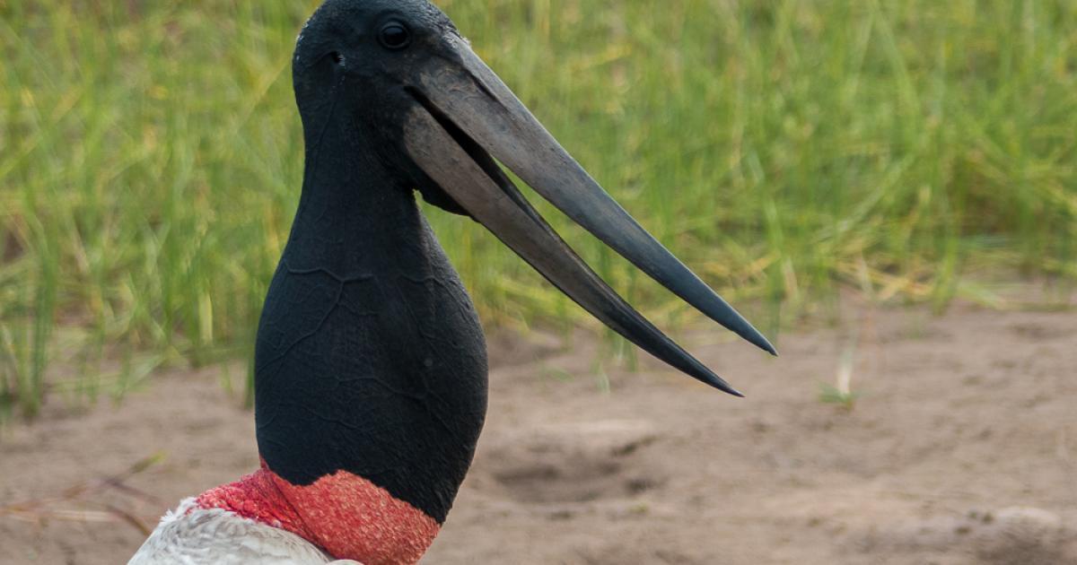 tuiuiú #47000 - Biofaces - Bring Nature Closer