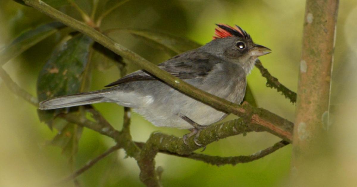 TICO #47220 - Biofaces - Bring Nature Closer