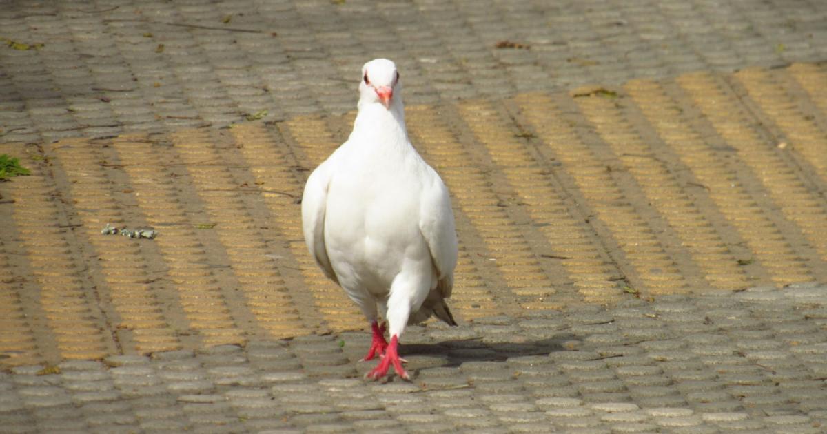 Pomba-doméstica #47315 - Biofaces - Bring Nature Closer