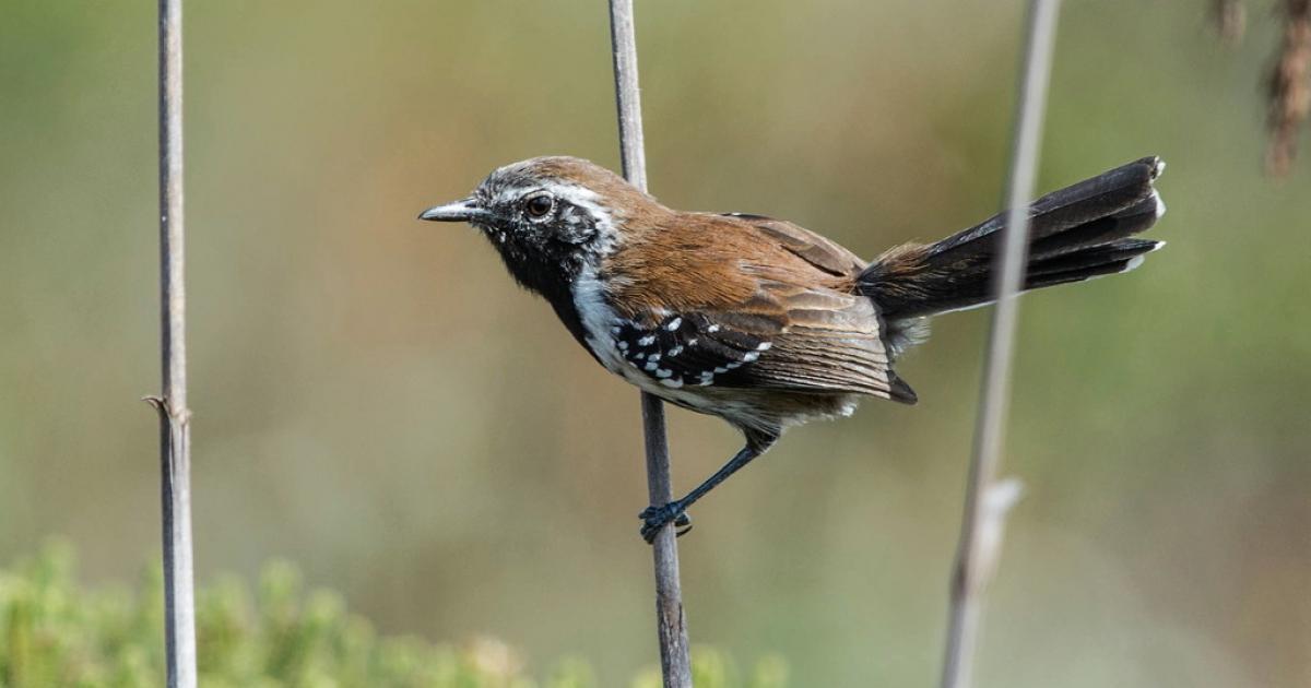 Papa-formiga-do-sincorá #47502 - Biofaces - Bring Nature Closer