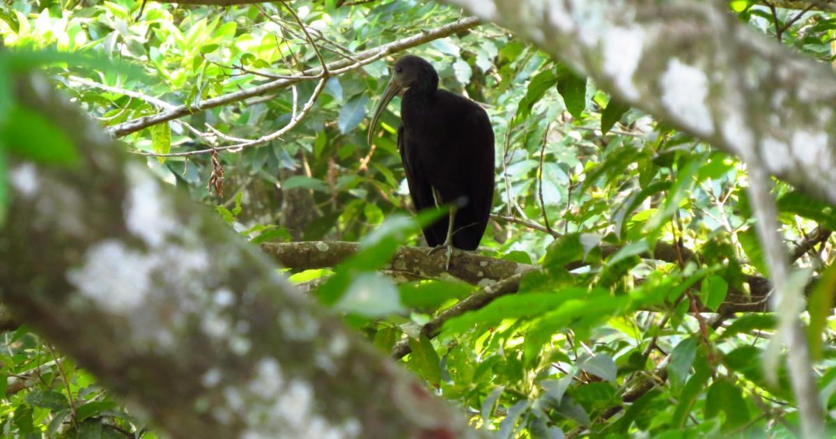 Corocoró #48086 - Biofaces - Bring Nature Closer