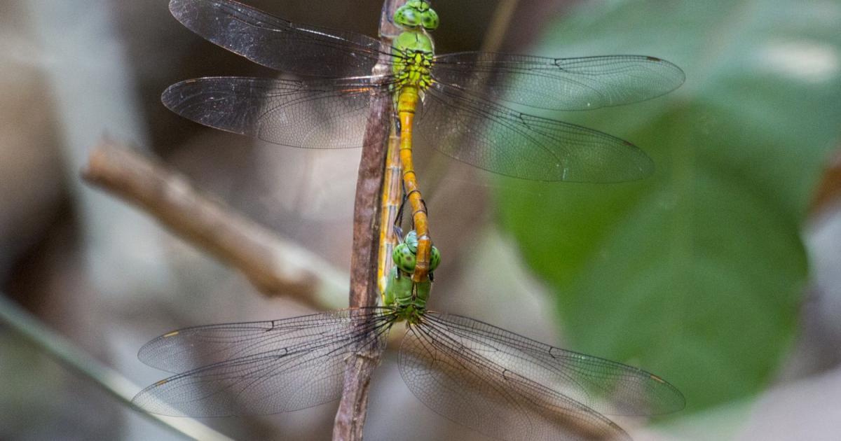 Libélulas-verdes #48177 - Biofaces - Bring Nature Closer