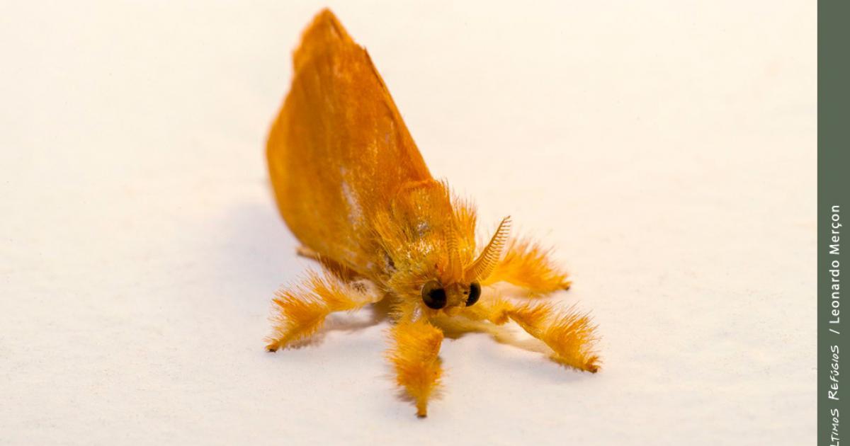 Yellow #47814 - Biofaces - Bring Nature Closer