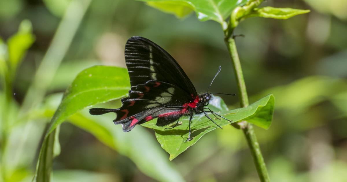 Borboleta #48562 - Biofaces - Bring Nature Closer