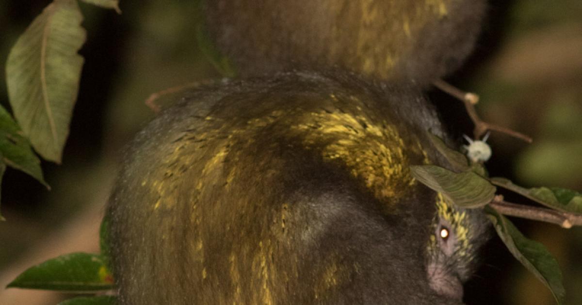 Id #48626 - Biofaces - Bring Nature Closer