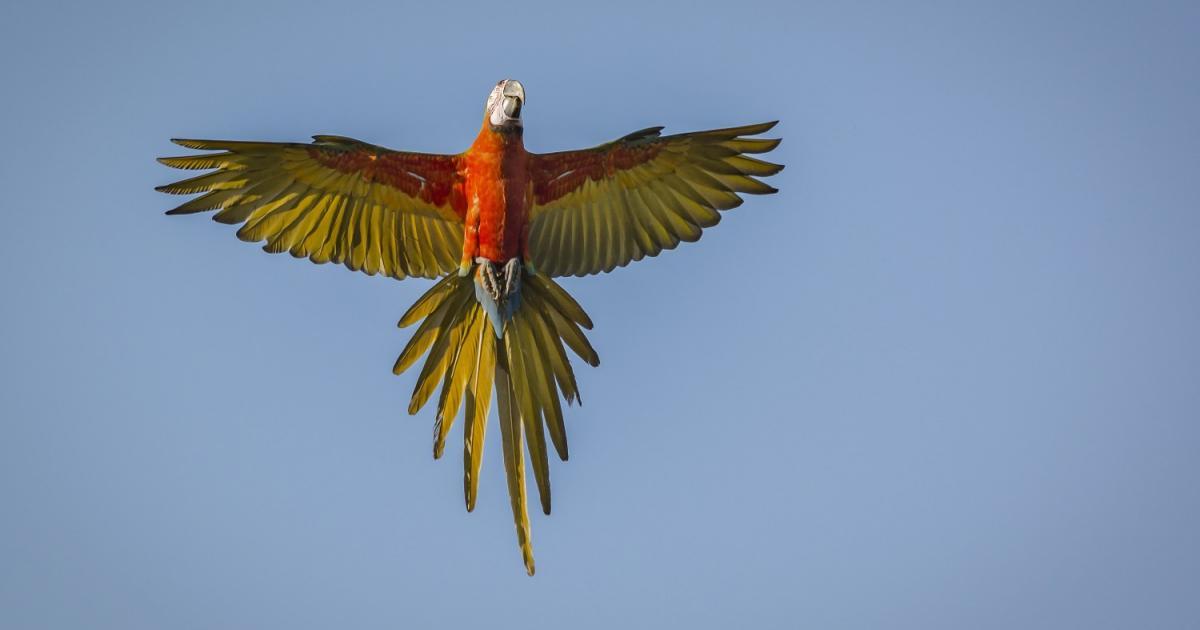 ARARA #48873 - Biofaces - Bring Nature Closer