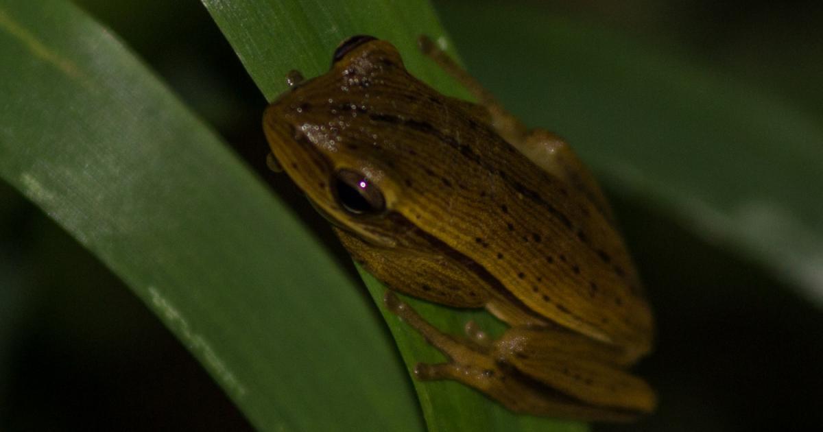 Boana #48994 - Biofaces - Bring Nature Closer