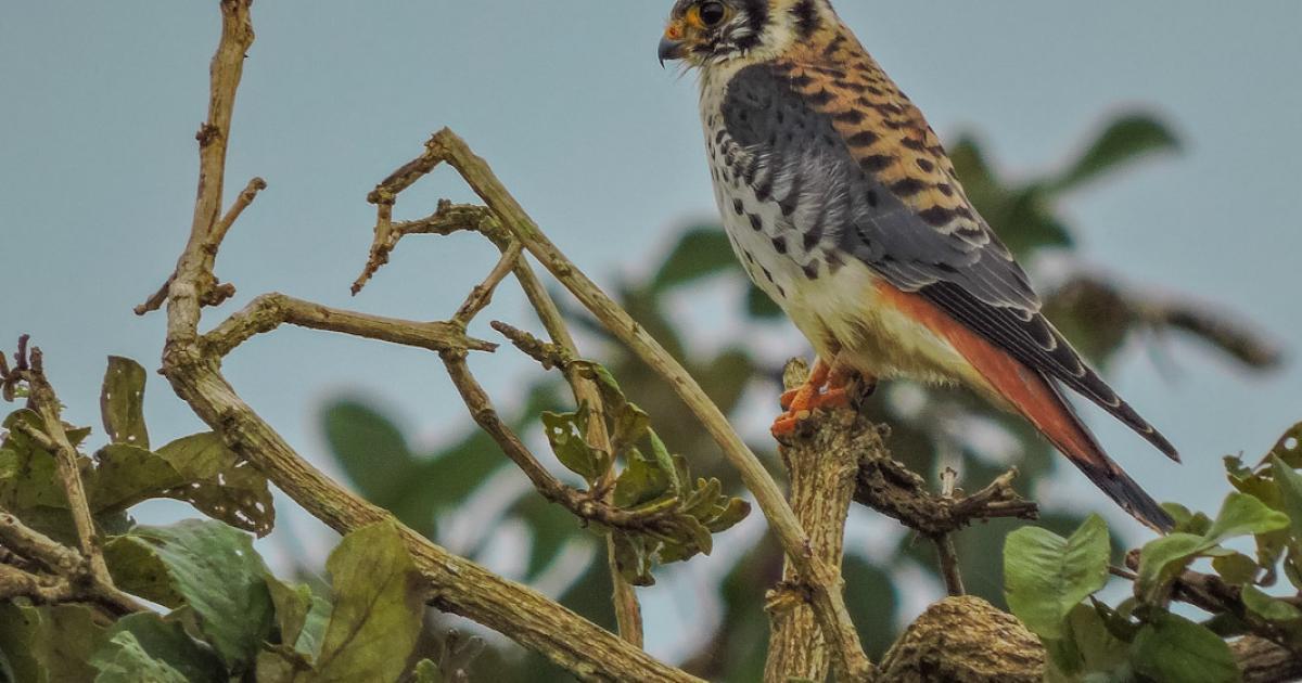 Falco #49411 - Biofaces - Bring Nature Closer