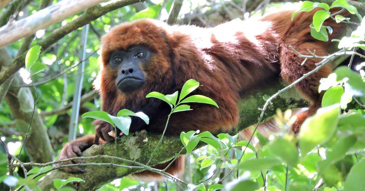 Bugio #49536 - Biofaces - Bring Nature Closer