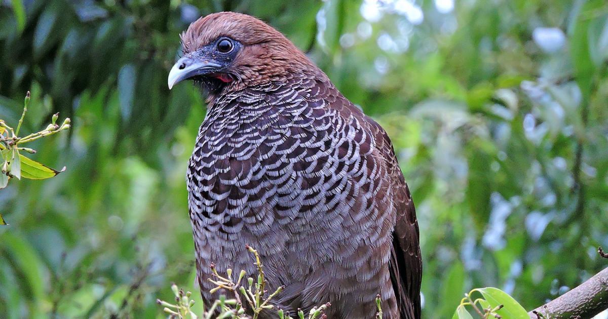 Aracuã #49604 - Biofaces - Bring Nature Closer