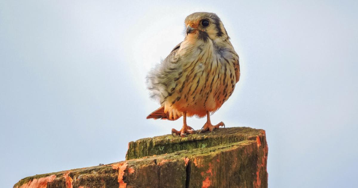 Falco #49762 - Biofaces - Bring Nature Closer