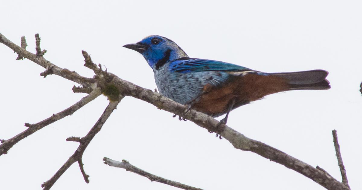 Saíra-pérola #49853 - Biofaces - Bring Nature Closer