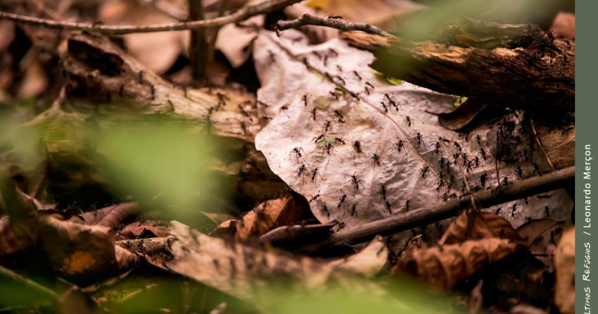 Formigas #49979 - Biofaces - Bring Nature Closer