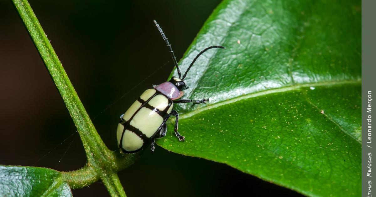 Besouro-pulga #50016 - Biofaces - Bring Nature Closer