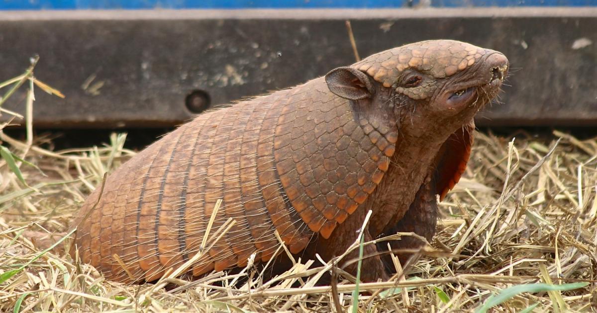 Tatu-peba #50449 - Biofaces - Bring Nature Closer