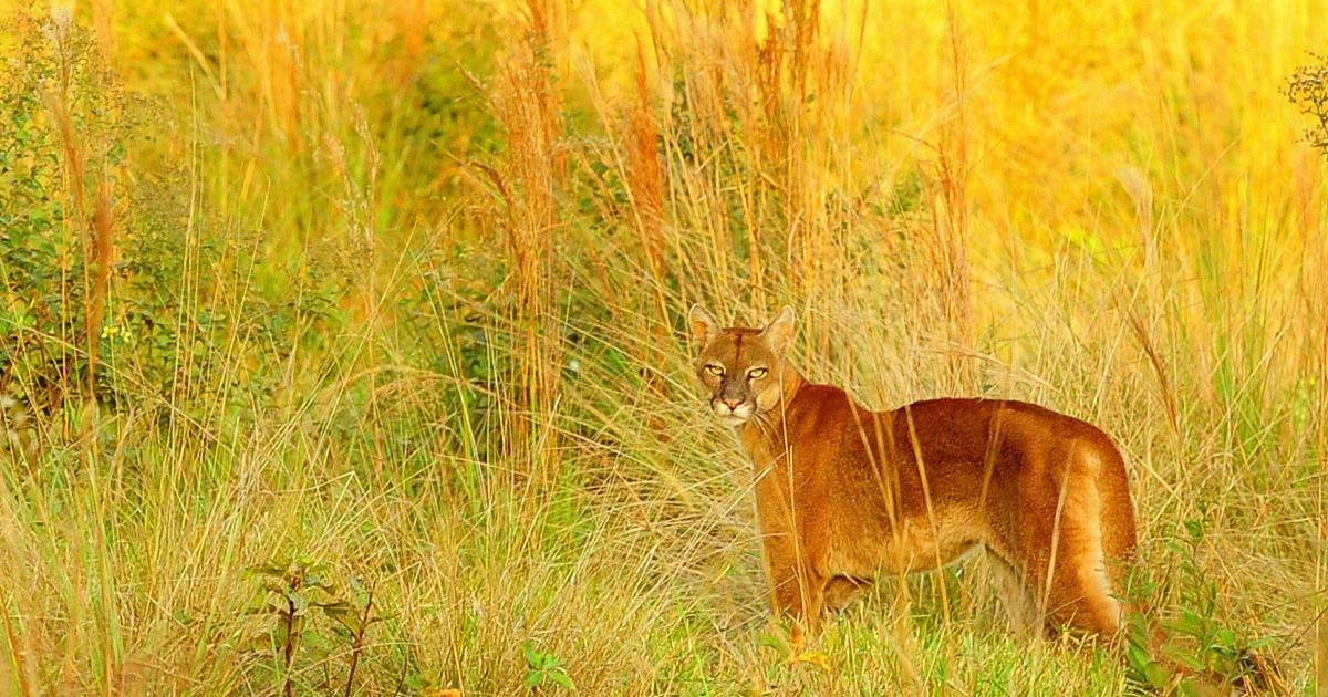 Sussuarana #50505 - Biofaces - Bring Nature Closer